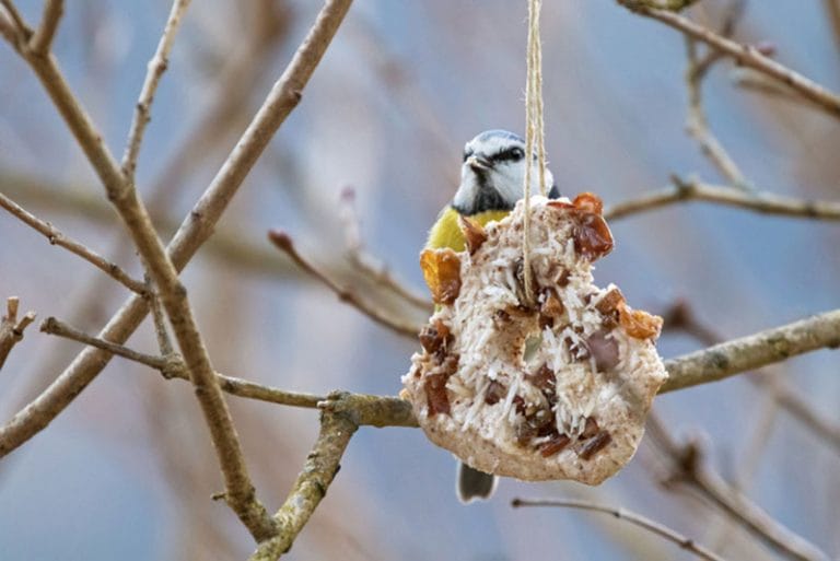 Make A Bird Fat Feeder | Bird Spot