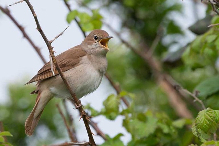 Nightingale | Identification Guide | Bird Spot
