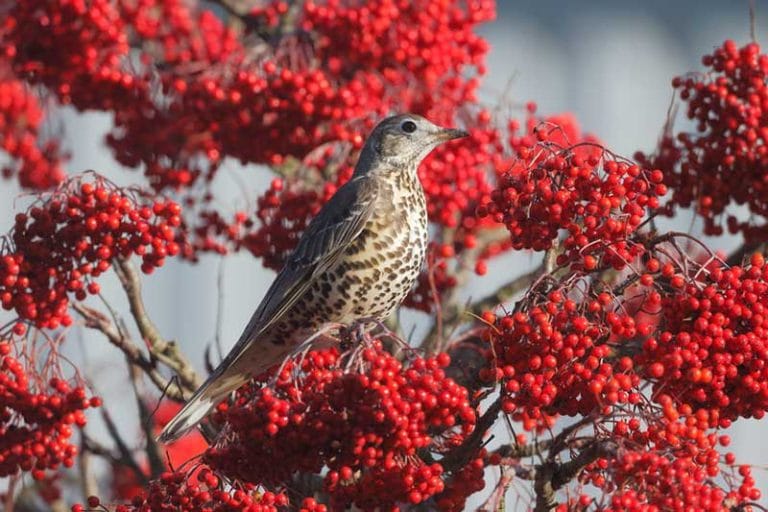 Mistle Thrush | Identification Guide | Bird Spot