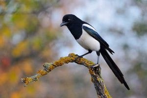One For Sorrow … Magpie Nursery Rhyme | Bird Spot