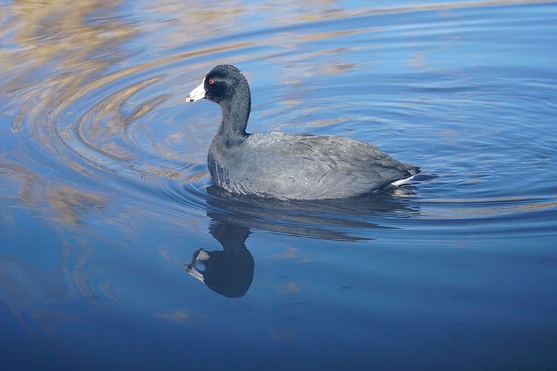 American Coot | Identification Guide | Bird Spot