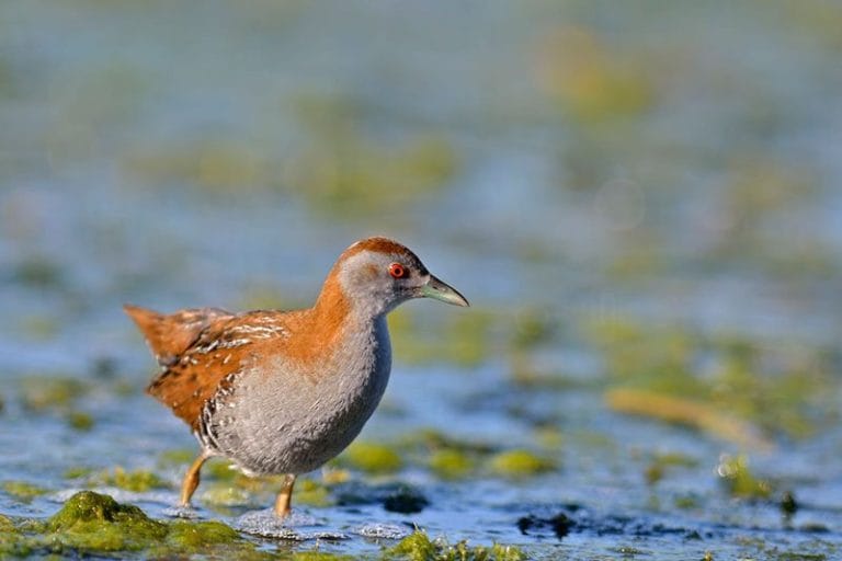 Baillon’s Crake | Identification Guide | Bird Spot