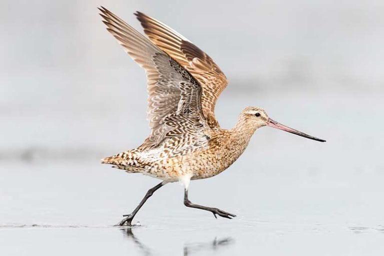 Bar-Tailed Godwit | Identification Guide | Bird Spot