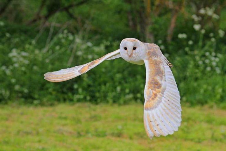 Barn Owl | Identification Guide | Bird Spot