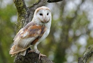 Barn Owl | Identification Guide | Bird Spot