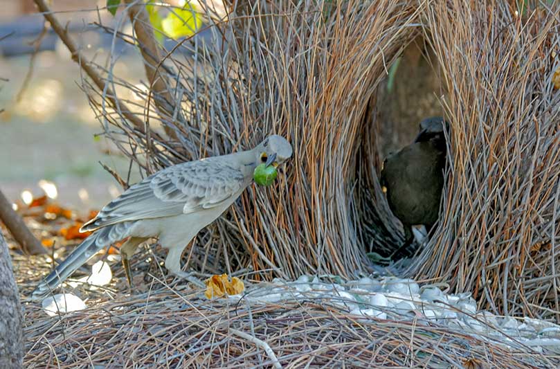 The Beautiful Nests Of The Bowerbirds | Bird Spot