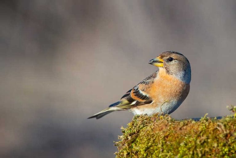 Brambling | Identification Guide | Bird Spot