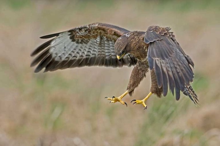 Buzzard | Identification Guide | Bird Spot