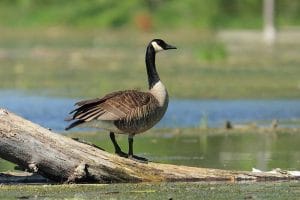 Canada Goose | Identification Guide | Bird Spot