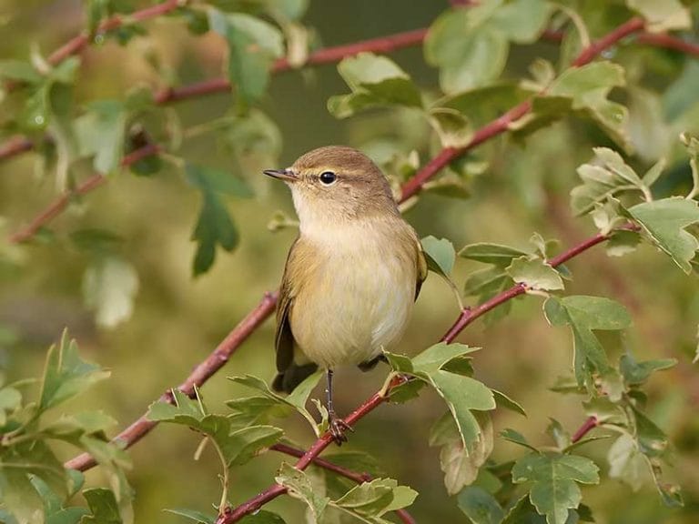 Chiffchaff | Identification Guide | Bird Spot