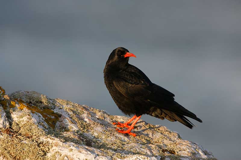 Chough | Identification Guide | Bird Spot
