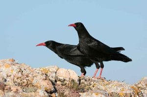 RSPB South Stack Cliffs | Bird Spot
