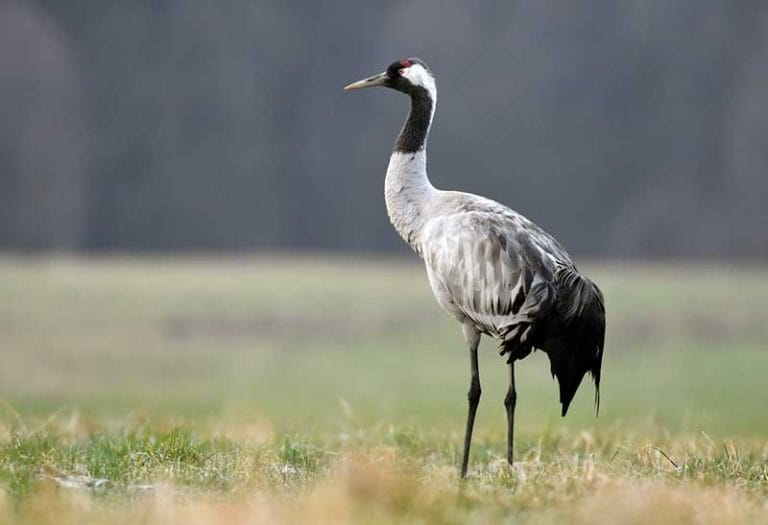 Common Crane | Identification Guide | Bird Spot