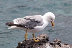 Common Gull | Identification Guide | Bird Spot