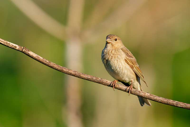 Common Rosefinch | Identification Guide | Bird Spot