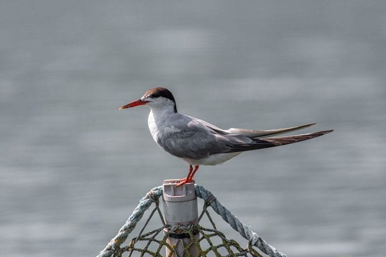 Common Tern | Identification Guide | Bird Spot