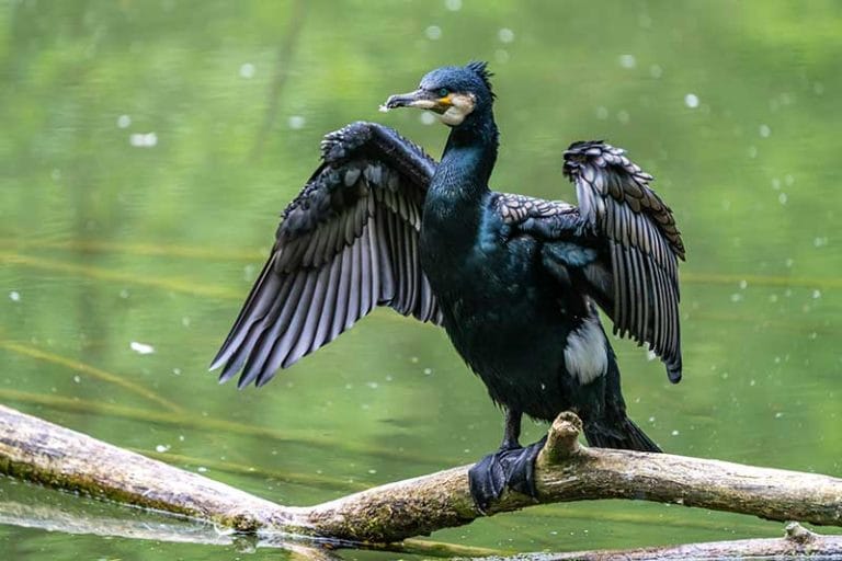 Cormorant | Identification Guide | Bird Spot