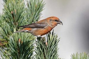 Crossbill | Identification Guide | Bird Spot