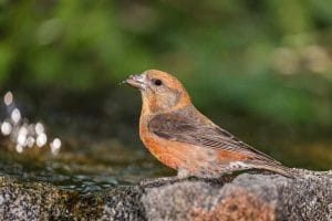 Crossbill | Identification Guide | Bird Spot