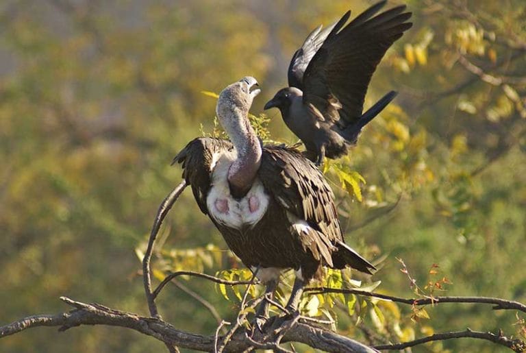 Mobbing Behaviour In Birds | Bird Spot