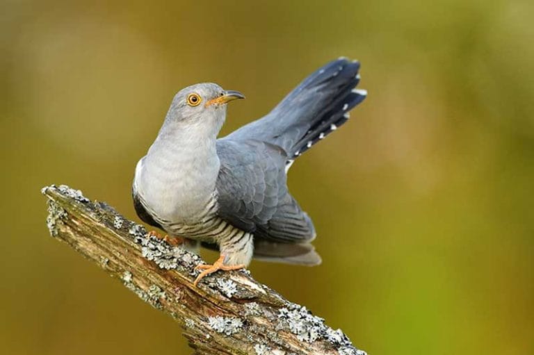 Cuckoo | Identification Guide | Bird Spot
