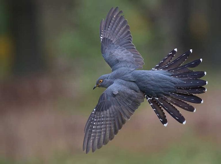 Cuckoo | Identification Guide | Bird Spot
