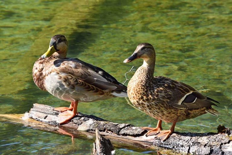 Types Of Ducks | Bird Spot