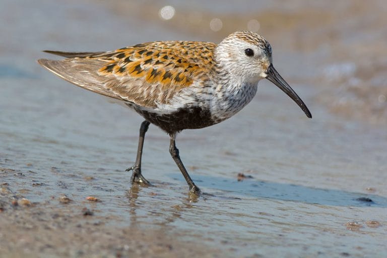 Dunlin | Identification Guide | Bird Spot