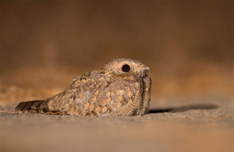 Egyptian Nightjar | Identification Guide | Bird Spot