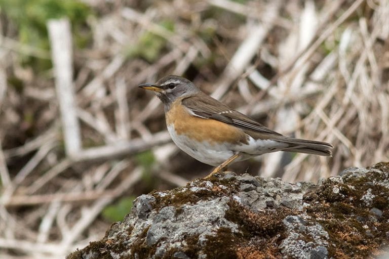 Eyebrowed Thrush | Identification Guide | Bird Spot