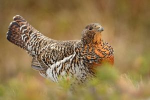 Capercaillie | Identification Guide | Bird Spot