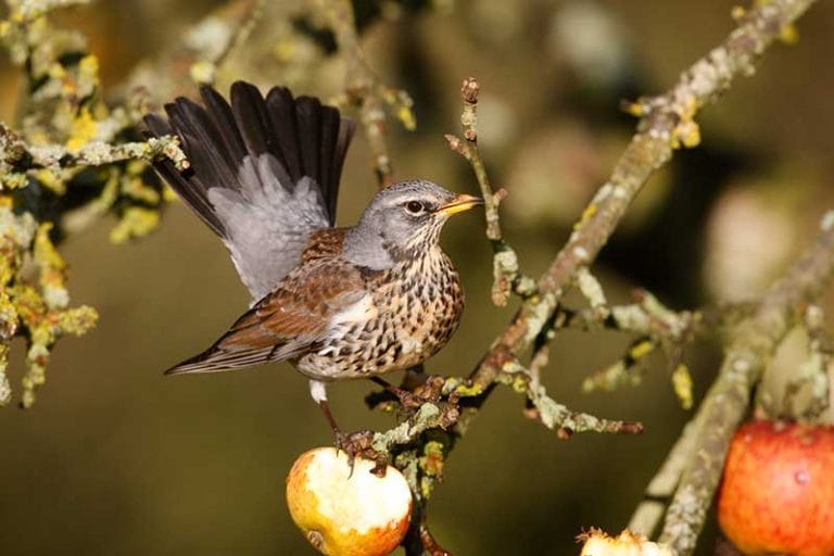 Fieldfare | Identification Guide | Bird Spot