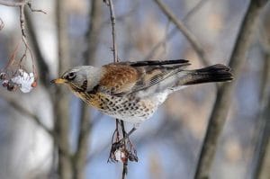 Fieldfare | Identification Guide | Bird Spot