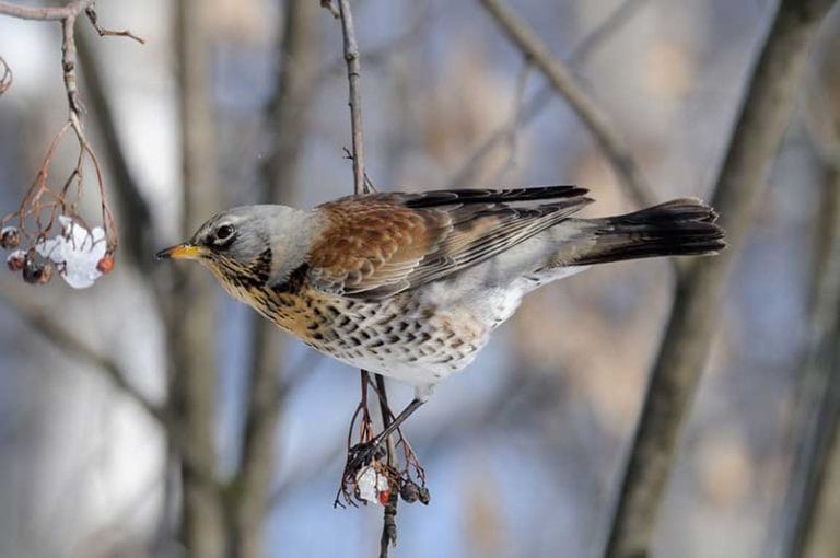 Fieldfare | Identification Guide | Bird Spot