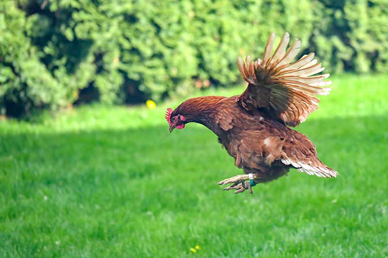 Can Chickens Fly? | Bird Spot