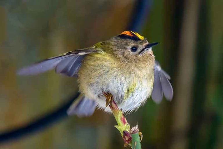 Goldcrest | Identification Guide | Bird Spot