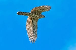 Goshawk | Identification Guide | Bird Spot