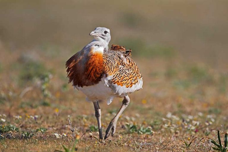 Great Bustard | Identification Guide | Bird Spot