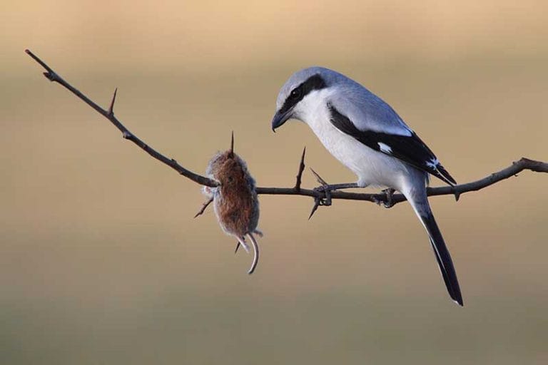 Great Grey Shrike | Identification Guide | Bird Spot