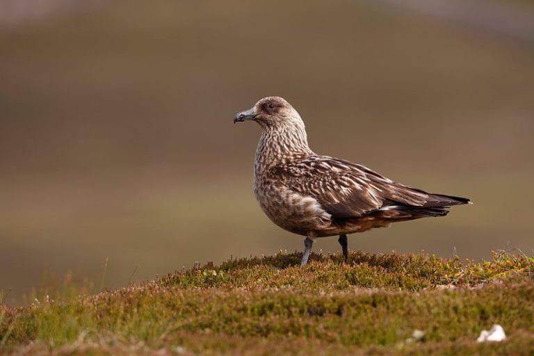 Great Skua | Identification Guide | Bird Spot