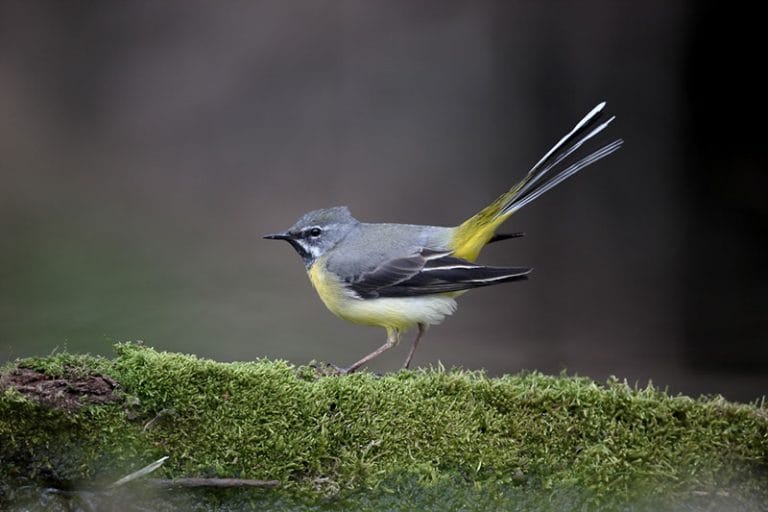 Grey Wagtail | Identification Guide | Bird Spot