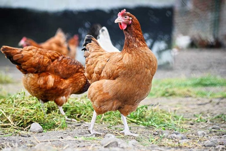 Why Do Hens Lay Eggs Every Day? | Bird Spot