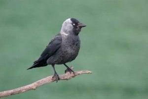 Jackdaw | Identification Guide | Bird Spot