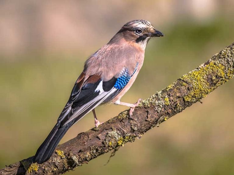 Jay | Identification Guide | Bird Spot