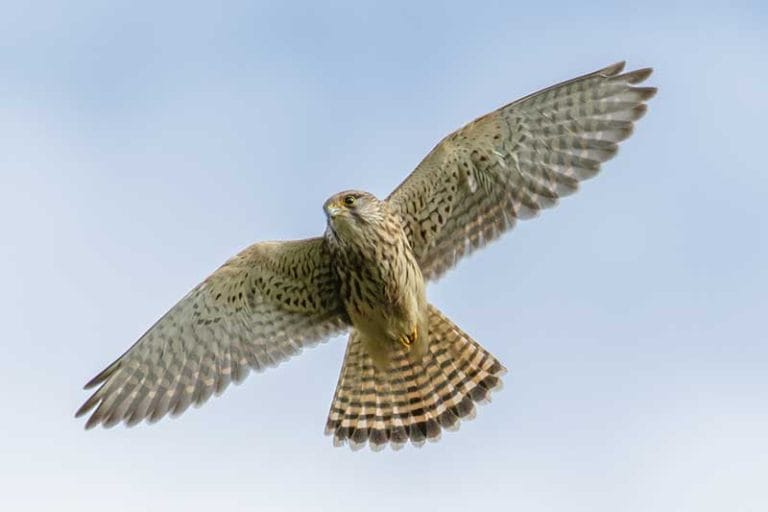 Kestrel | Identification Guide | Bird Spot
