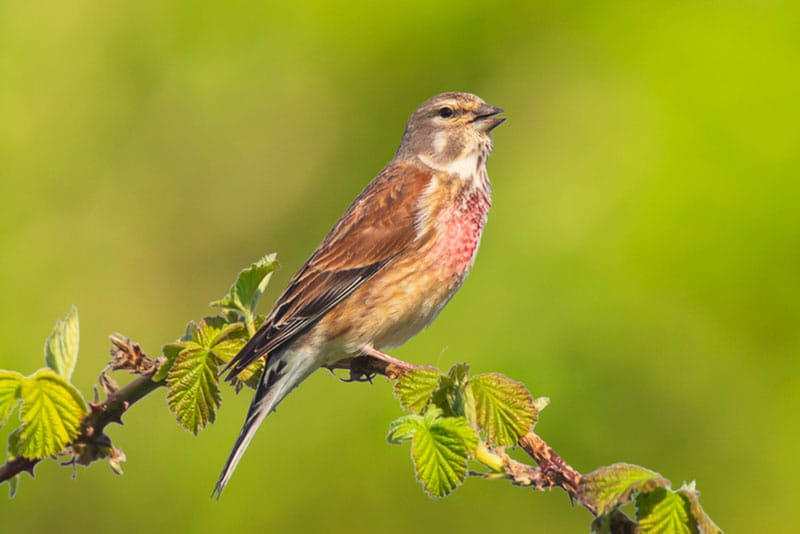 Linnet | Identification Guide | Bird Spot