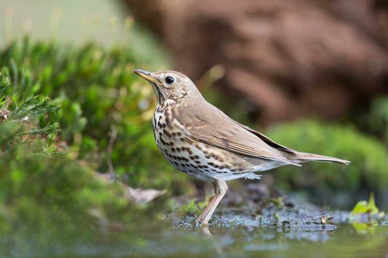Mistle Thrush | Identification Guide | Bird Spot