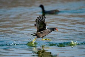 Moorhen | Identification Guide | Bird Spot