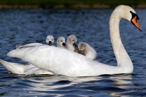Mute Swan | Identification Guide | Bird Spot