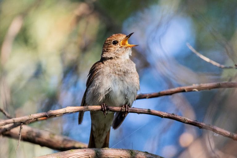 Nightingale | Identification Guide | Bird Spot